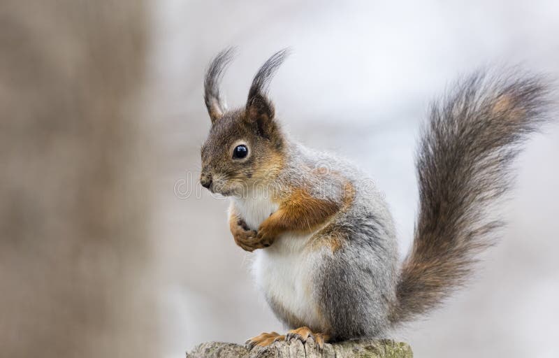 European red squirrel stock image. Image of squirrel - 57325311