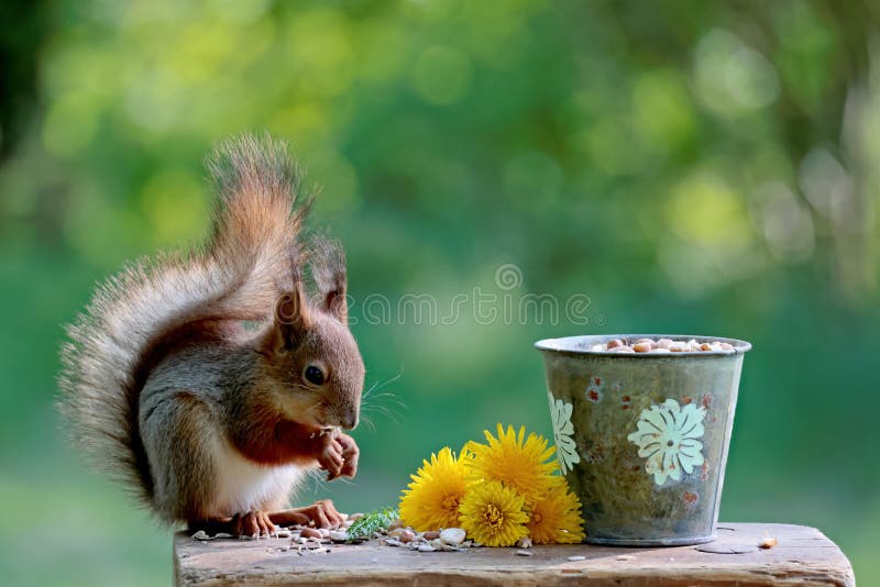 European Red Squirrel Eating Nuts and Seeds from a Bowl Stock Image ...