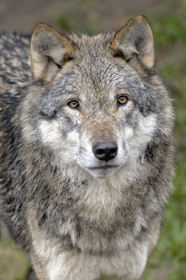European Redwolf Portrait stock photo. Image of head - 30363882