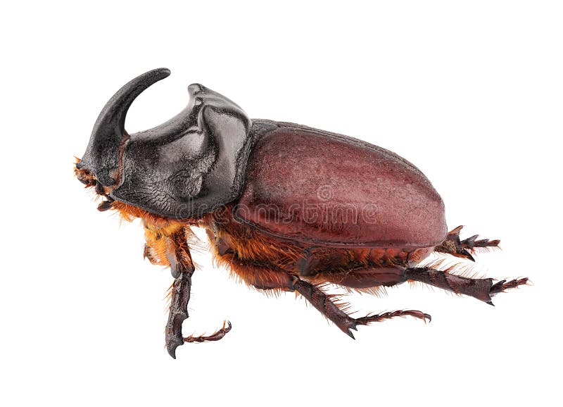 European Rhinoceros Beetle Isolated Stock Image - Image of nasicornis ...