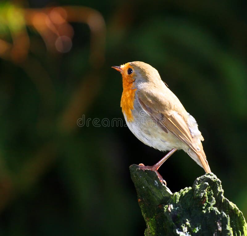 The European Robin stock photo. Image of look, wildlife - 10192556