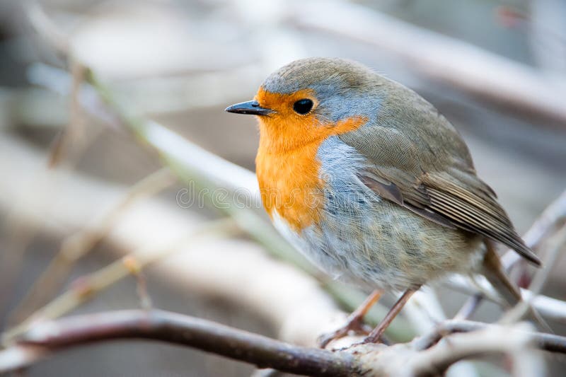 European Robin stock photo. Image of rubecula, wildlife - 13333380