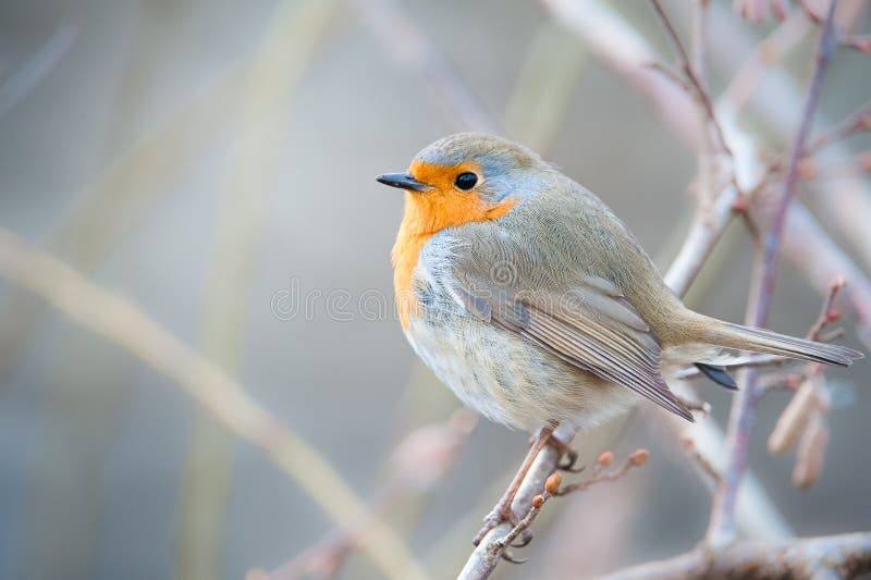 European Robin stock photo. Image of rubecula, wildlife - 13333380