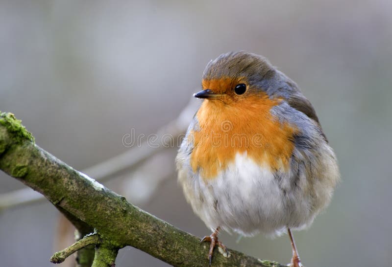 European Robin stock image. Image of face, copy, breast - 17698905