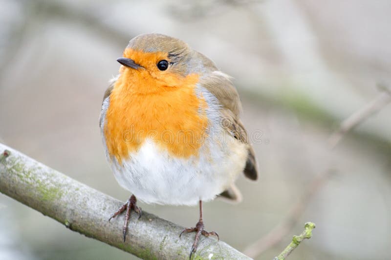 European Robin in snow stock image. Image of wildlife - 9400619