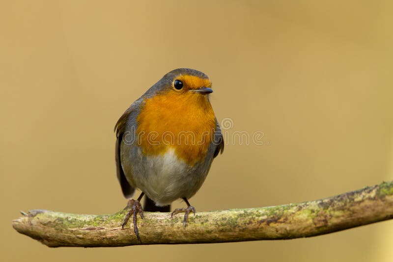 European Robin stock photo. Image of robin, bird, redbreast - 22962576