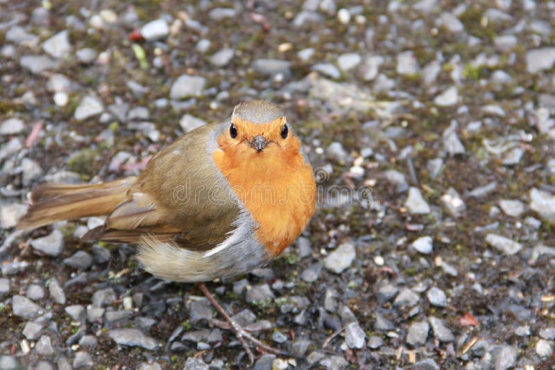 European Robin stock image. Image of neck, fauna, erithacus - 27390801