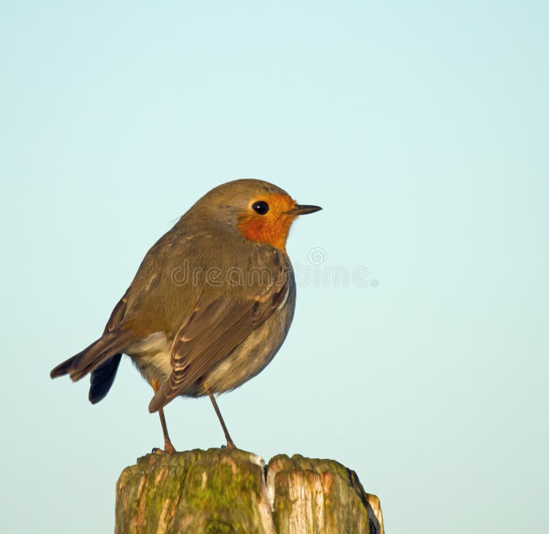 European Robin stock image. Image of winter, wild, sunlight - 28647867