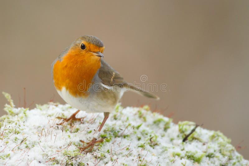 Winter Robin bird stock image. Image of rubecula, close - 35333815