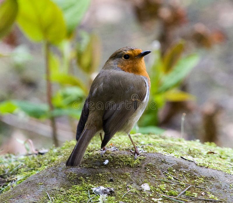 European robin stock photo. Image of feathers, covered - 4793122