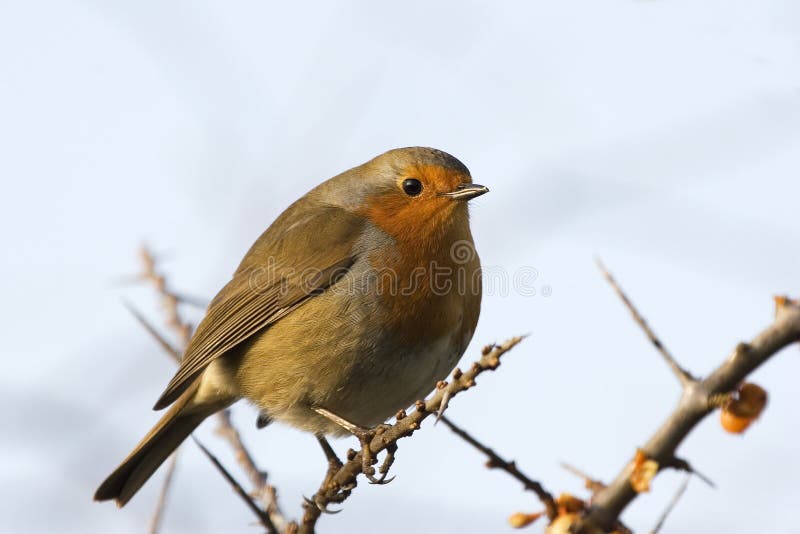 European robin stock photo. Image of european, brest, feathers - 8115568