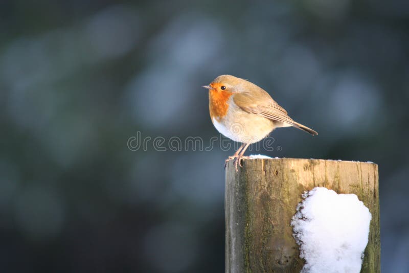 Robin stock photo. Image of wildlife, winter, back, snow - 14545502