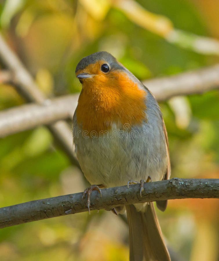 Robin in Autumn stock photo. Image of tree, london, branch - 81326234