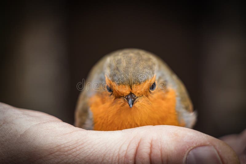 Close Up of European Robin Bird in Orange Color Stock Image - Image of ...