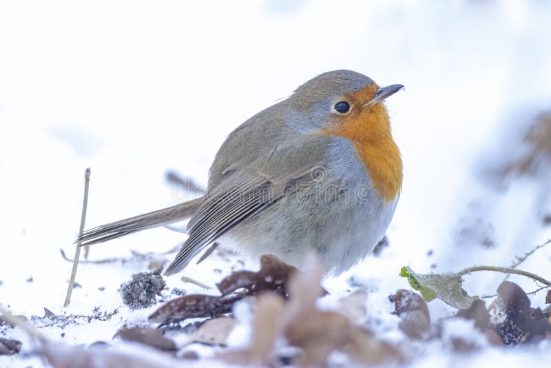 European Robin Bird Erithacus Rubecula Foraging in Snow, Cold Winter ...