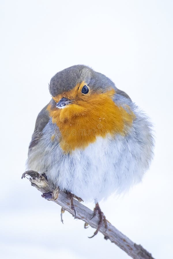 European Robin Bird Erithacus Rubecula Foraging in Snow, Cold Winter ...