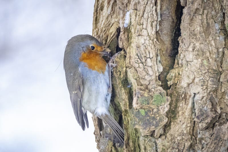 European Robin Bird Erithacus Rubecula Foraging in Snow, Cold Winter ...