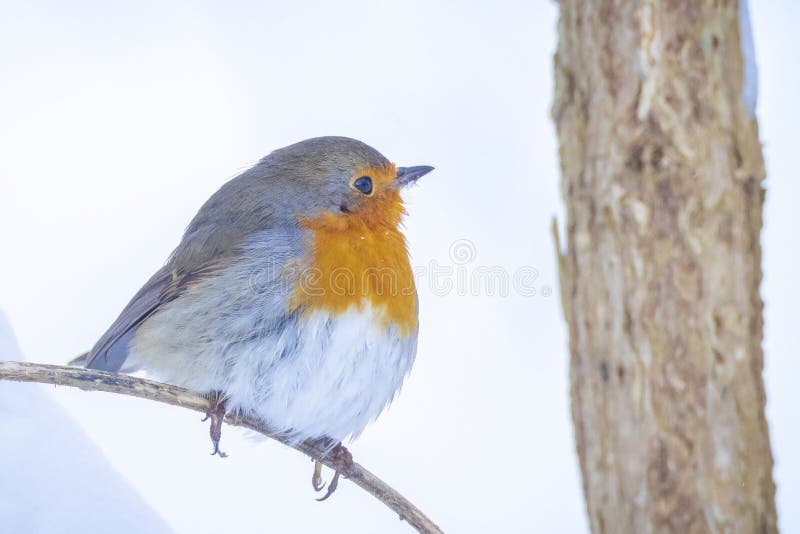 European Robin Bird Erithacus Rubecula Foraging in Snow, Cold Winter ...