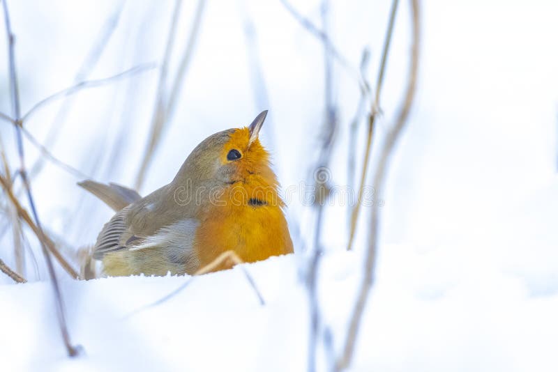 European Robin Bird Erithacus Rubecula Foraging in Snow, Cold Winter ...