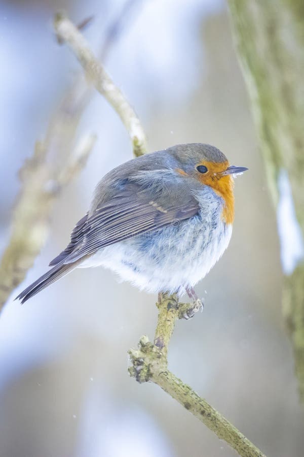 European Robin Bird Erithacus Rubecula Foraging in Snow, Cold Winter ...