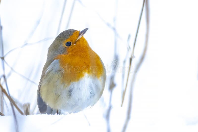 European Robin Bird Erithacus Rubecula Foraging in Snow, Cold Winter ...