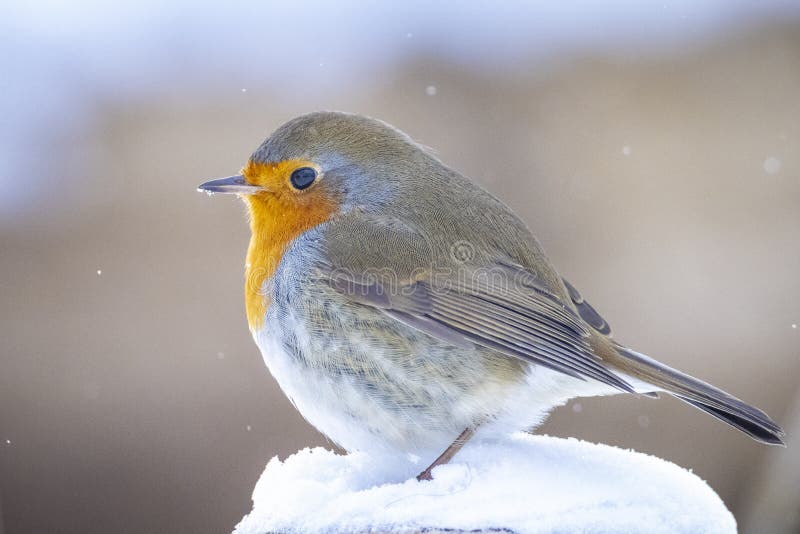 European Robin Bird Erithacus Rubecula Foraging in Snow, Cold Winter ...