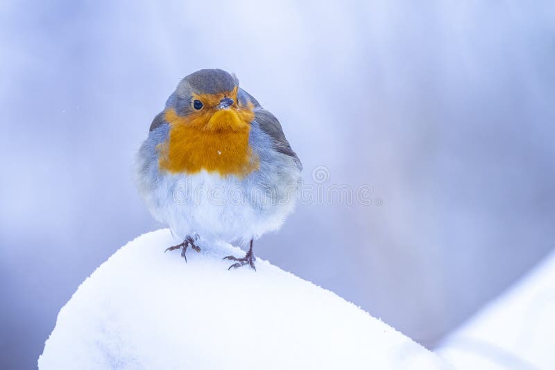 European Robin Bird Erithacus Rubecula Foraging in Snow, Cold Winter ...