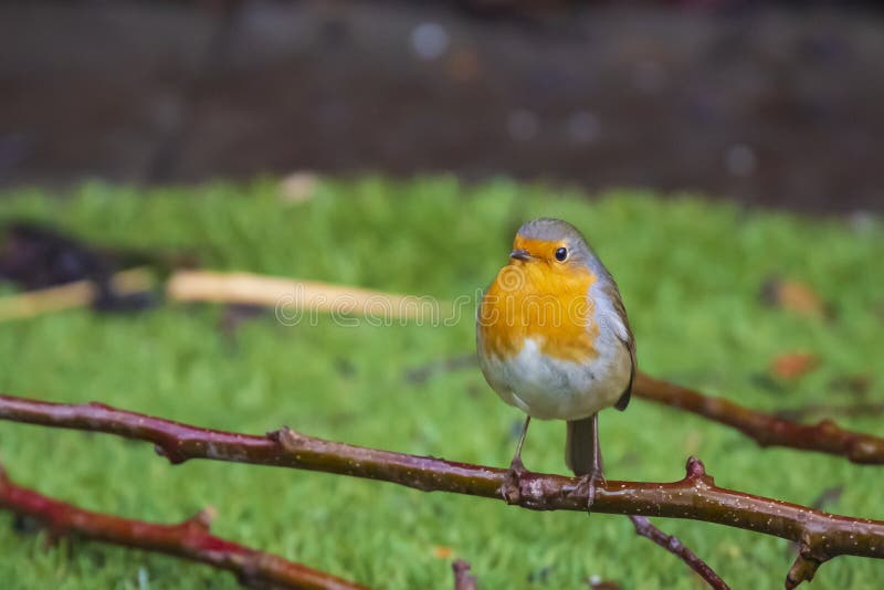 European Robin Bird Erithacus Rubecula Singing Stock Image - Image of ...