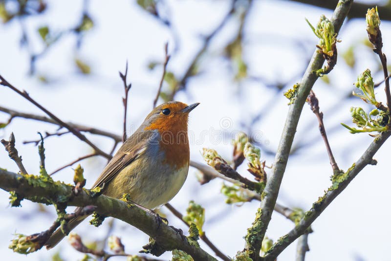 European Robin Bird Erithacus Rubecula Singing Stock Photo - Image of ...