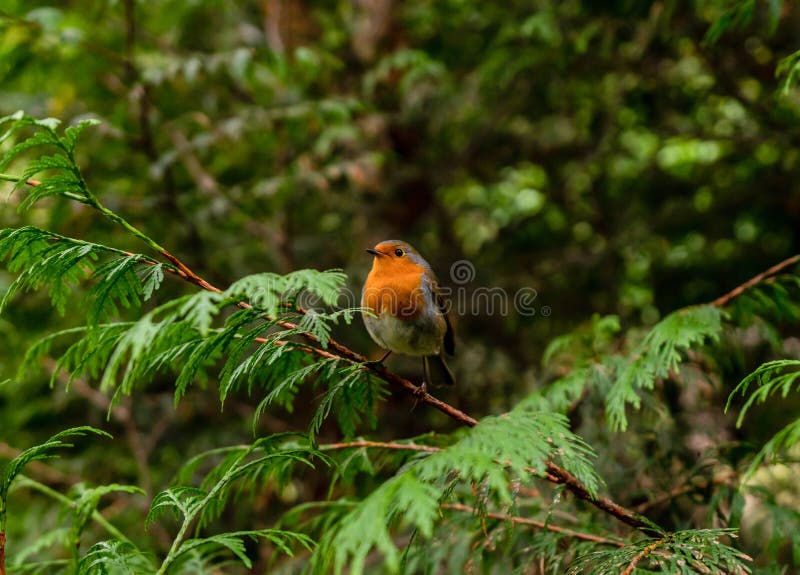 European Robin Bird with an Orange Breast Stock Image - Image of orange ...