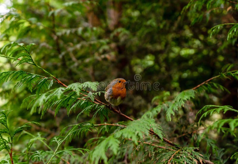 European Robin Bird with an Orange Breast Stock Photo - Image of ...