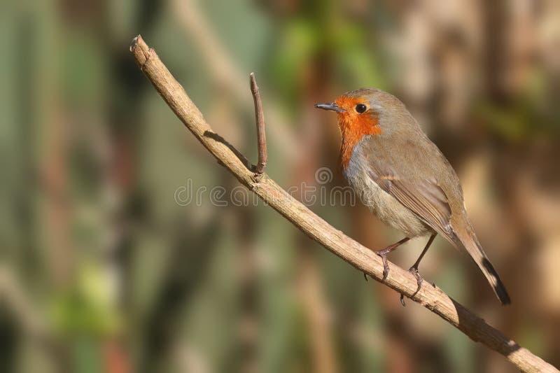 European Robin Bird Perched Atop a Slender Branch of a Tall Tree. Stock ...