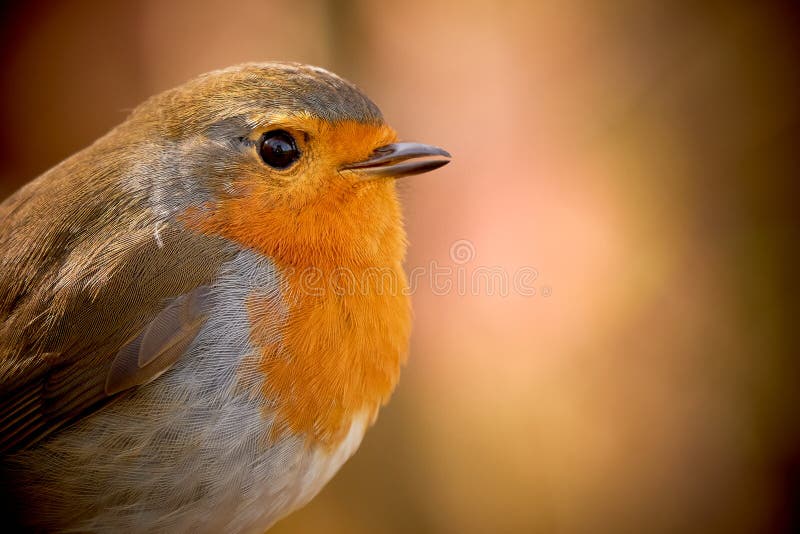 European Robin Bird Sitting on a Branch Stock Photo - Image of cute ...
