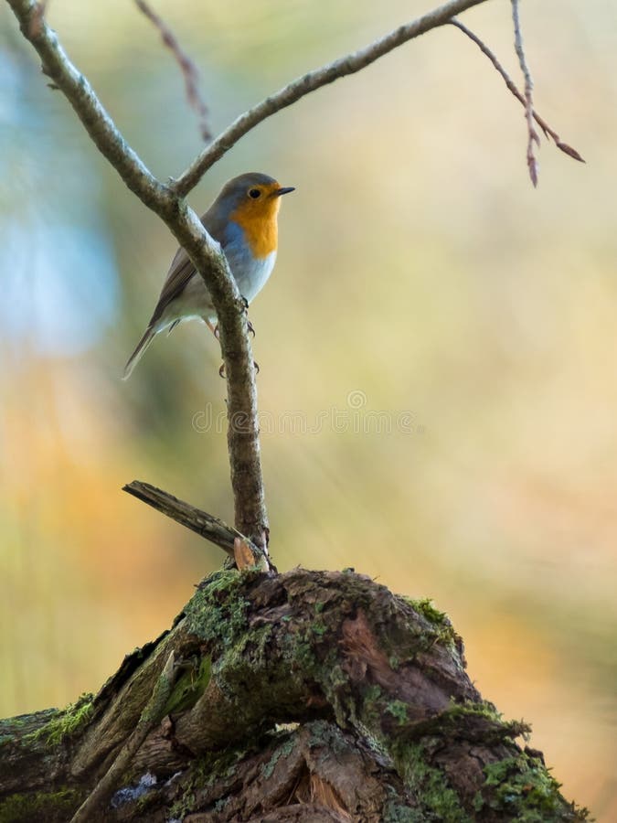 European Robin Bird Sitting on a Tree Branch Stock Image - Image of ...