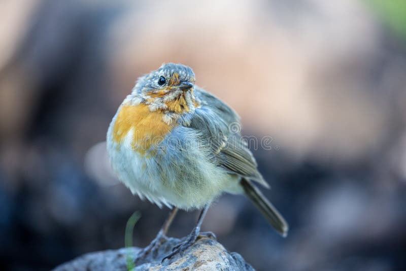 European Robin Bird Standing on a Rock Stock Photo - Image of thrush ...