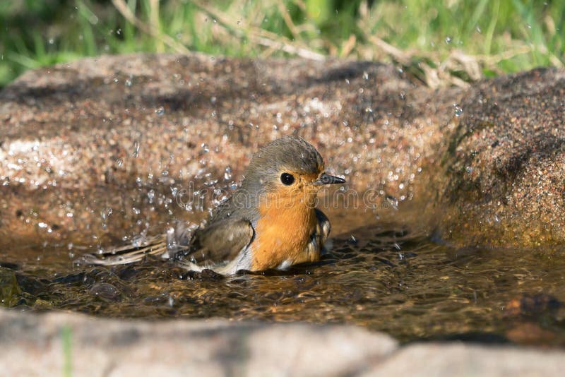 European Robin Bird in Bird Bath Stock Image - Image of outdoor ...