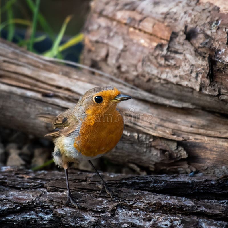 European Robin Bird on a Tree Bark. Stock Photo - Image of robin, tree ...