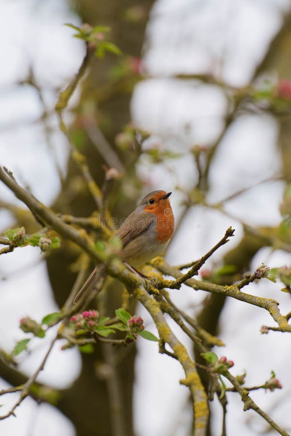 European robin stock image. Image of twig, flower, tree - 274589389