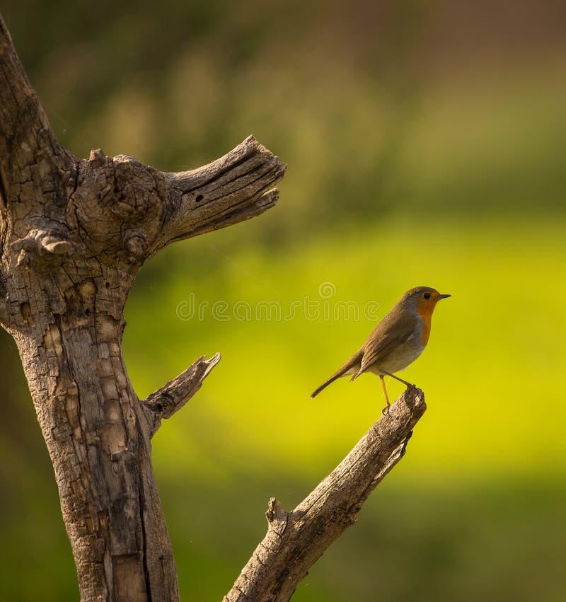 Robin on a branch stock image. Image of front, perching - 50096329