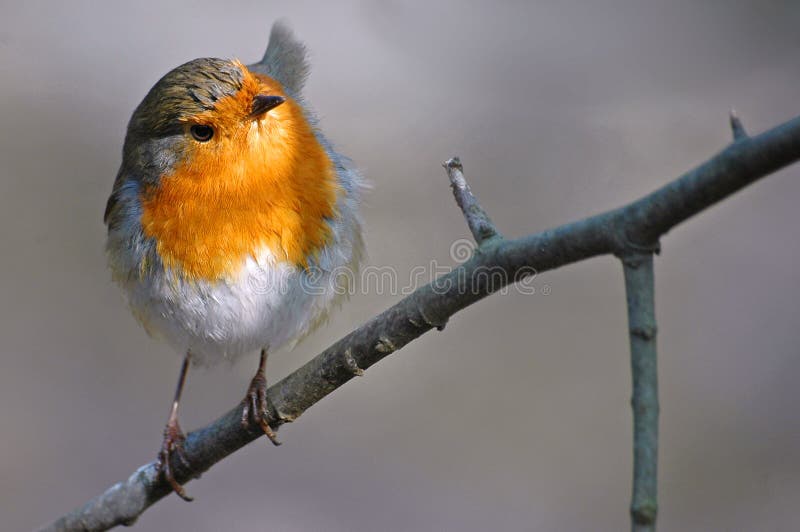 European Robin on branch stock photo. Image of grey, bill - 8920352