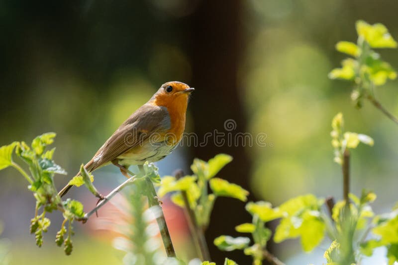 European Robin on a Branch in the Garden. Stock Photo - Image of robin ...