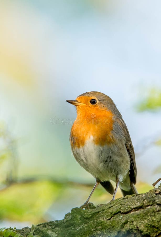 244 European Robin Nest Stock Photos - Free & Royalty-Free Stock Photos ...