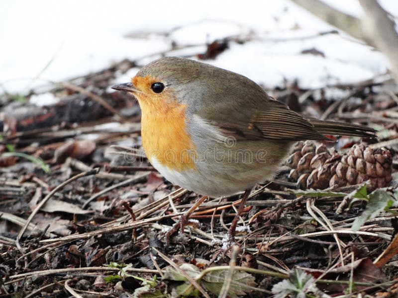 European robin stock photo. Image of bird, winter, robin - 148999814