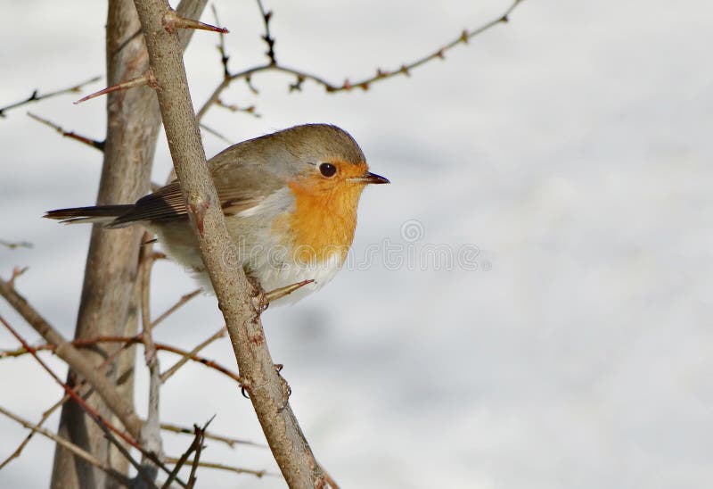 European robin stock image. Image of wildlife, branch - 141742541