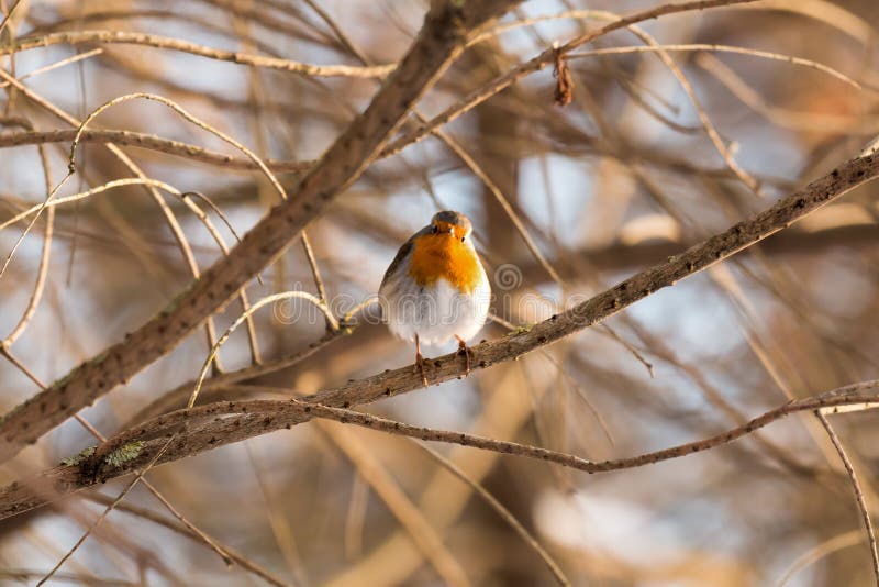 European robin stock image. Image of beak, small, orange - 50095755