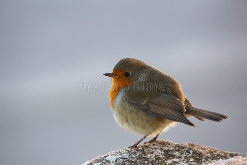 European Robin stock image. Image of cute, rubecula, erithacus - 63396135