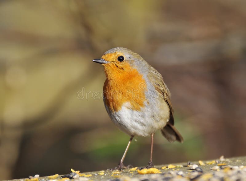 European robin bird stock photo. Image of great, united - 55030914