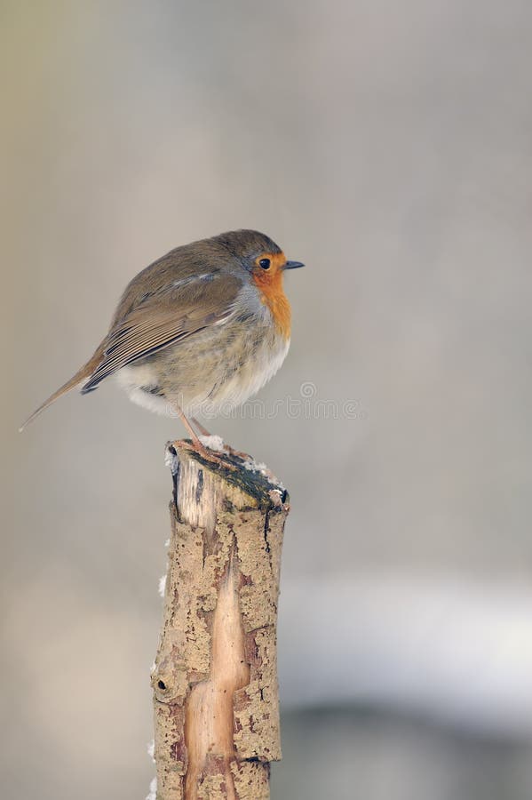 European Robin (erithacus Rubecula) Stock Image - Image of food ...