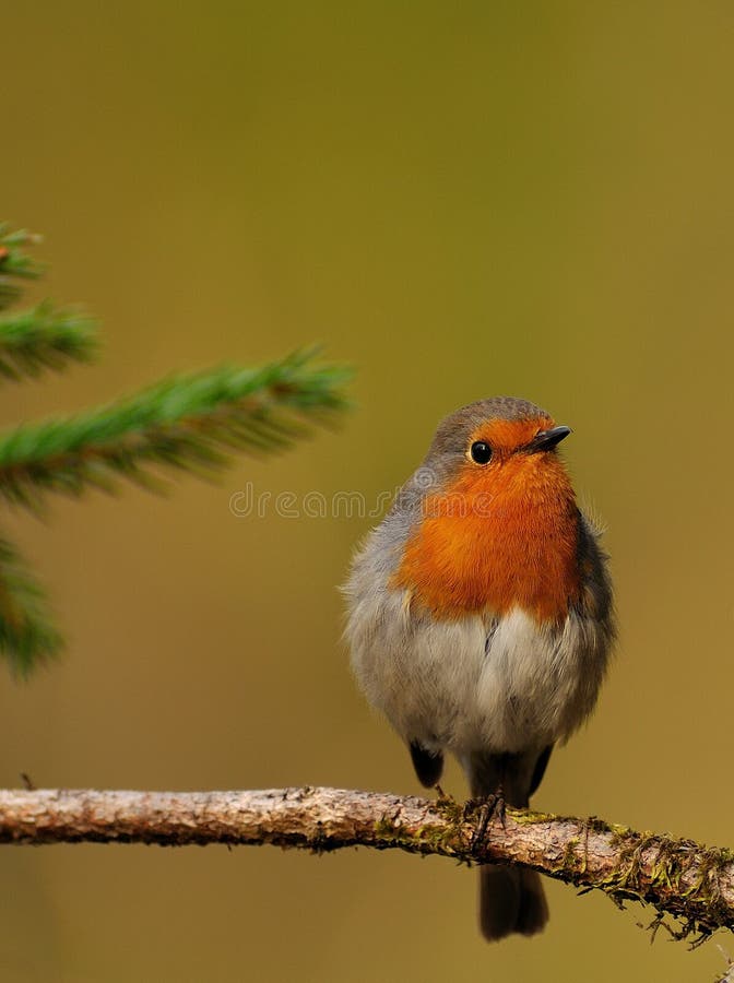 European Robin (Erithacus Rubecula) Stock Photo - Image of peaceful ...