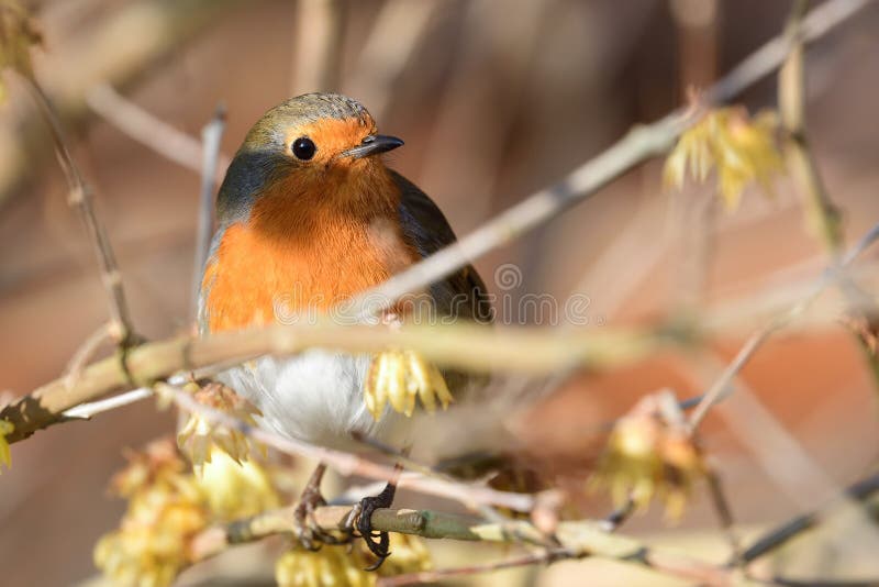 European Robin Erithacus Rubecula Stock Image - Image of closeup, close ...